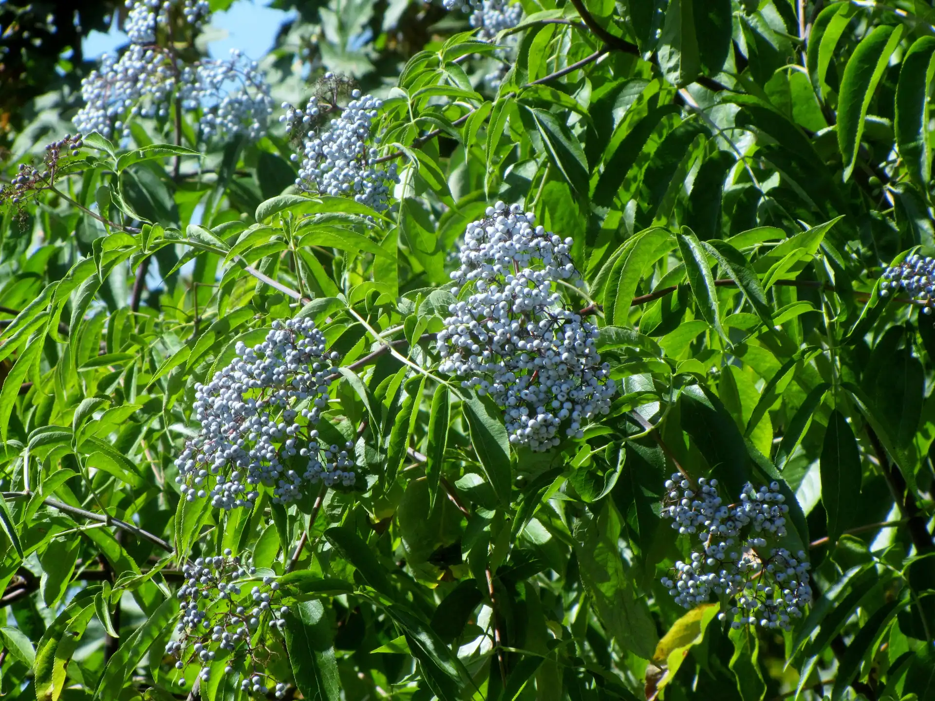 Blue Elderberries Rainbow Grove 2960