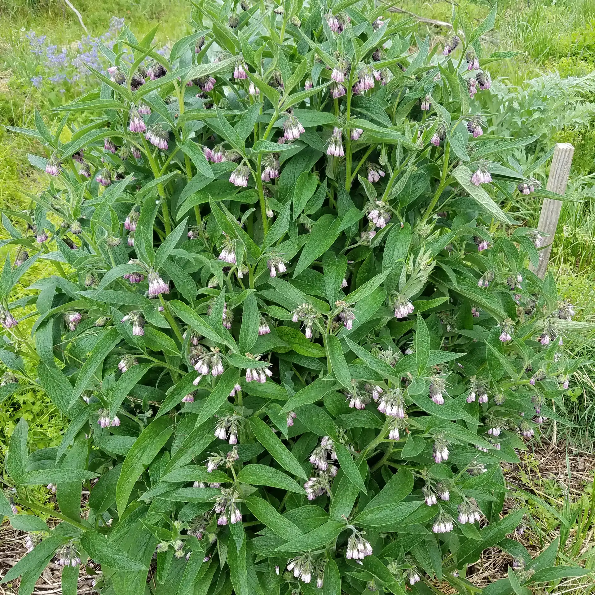 Dynamic Accumulators - Rainbow Grove