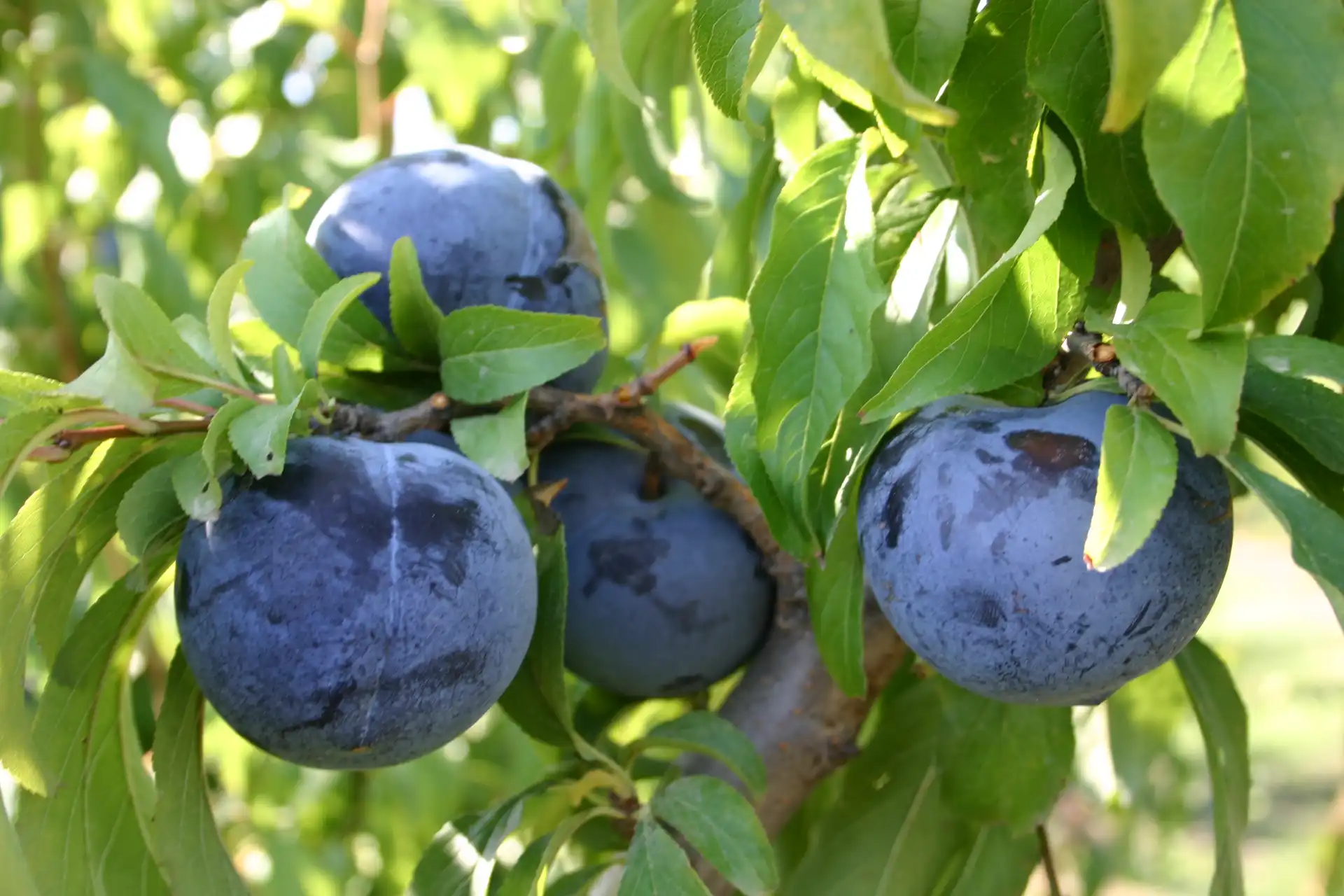 European Plums - Rainbow Grove