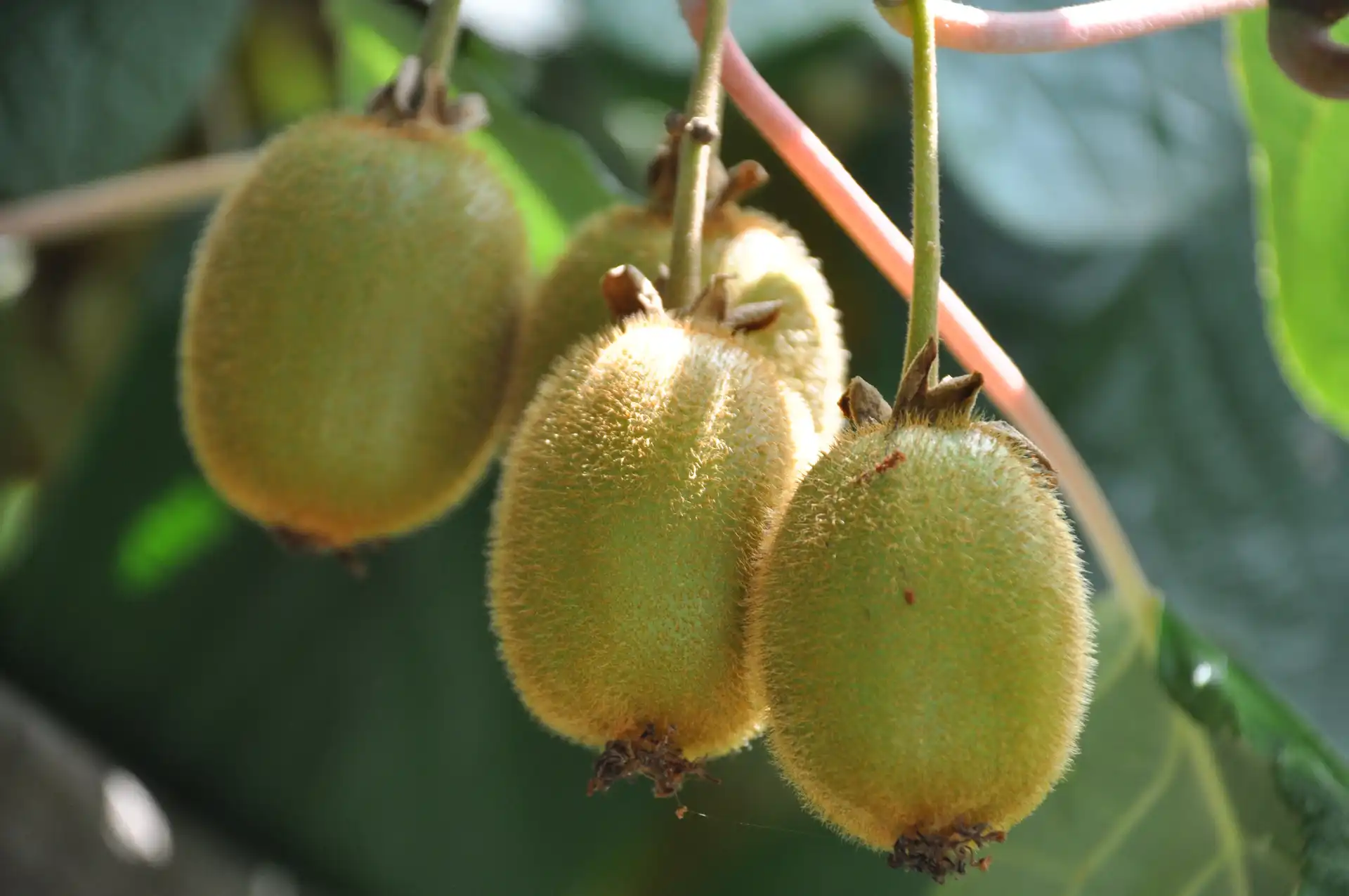 Fuzzy Kiwis - Rainbow Grove